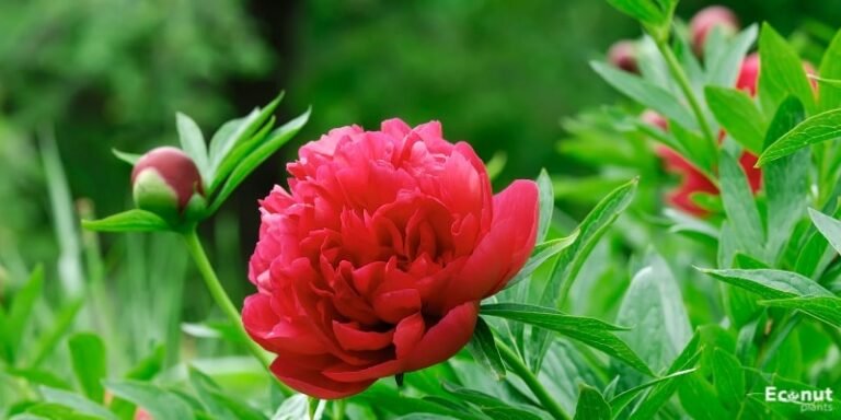 15 Red Peony Varieties For Your Flower Garden