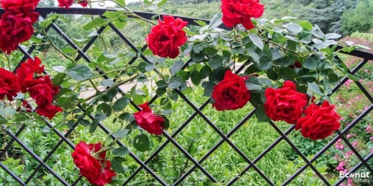 17 Climbing and Vines Plants with Red Flowers