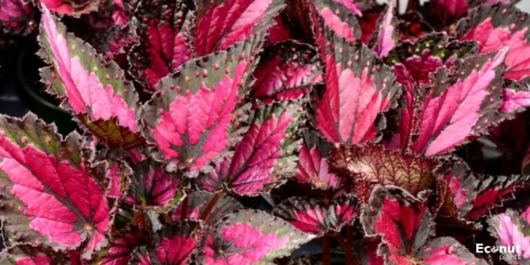 21 Different Colour Rex Begonia Varieties