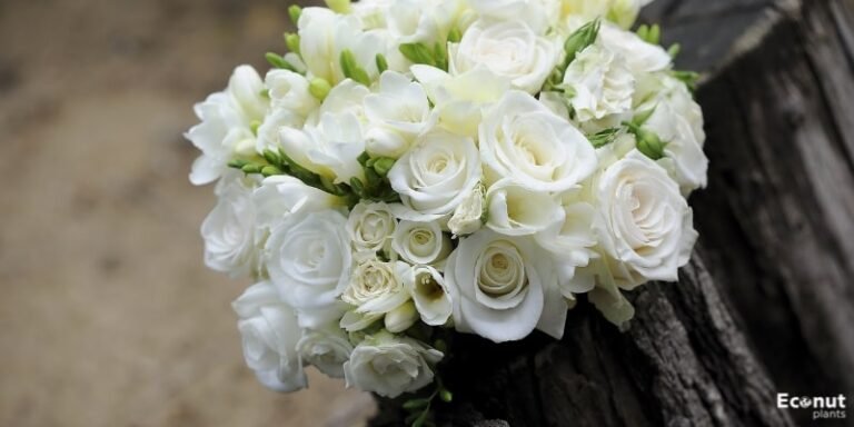 12 Lovely White Rose Varieties for Your Garden