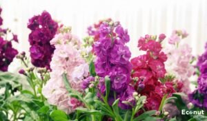 Perfect Guidance for How to Grow and Care for Stock Flowers
