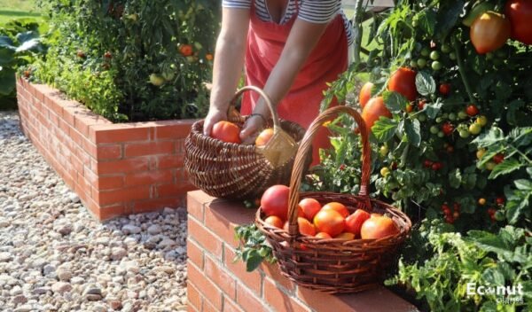 Grow Tomatoes in Raised Beds: You Need To Know