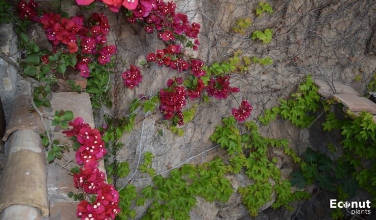 17 Climbing and Vines Plants with Red Flowers