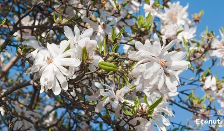 11 Varieties of White-Flowered Magnolia Trees
