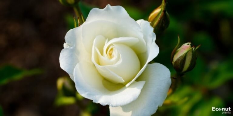 12 Lovely White Rose Varieties for Your Garden
