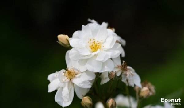 12 Lovely White Rose Varieties for Your Garden