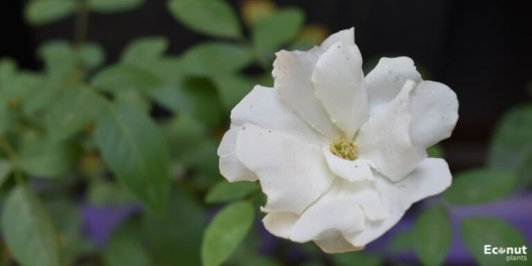 12 Lovely White Rose Varieties for Your Garden