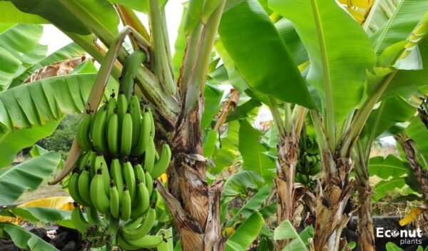 Best Guidance for the How to Grow & Care Blue Java Banana