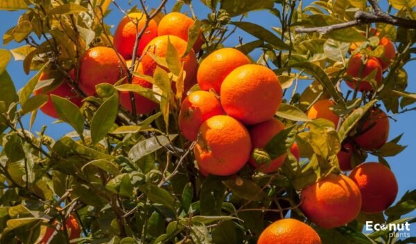 Clementine Tree: A Complete Growing and Care Guide