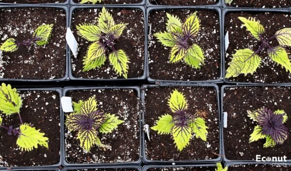How to Grow Coleus from Seeds