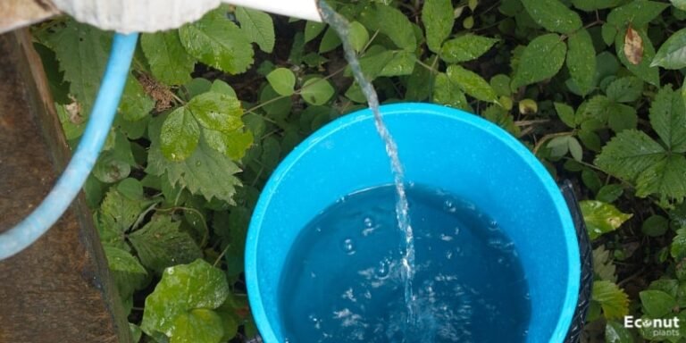 How to Make DIY Ollas: Low-Tech Plant Self-Watering Systems