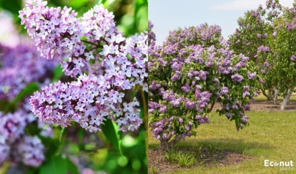 What's The Difference Between Lilac Bushes And Lilac Trees?