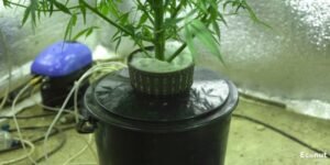 How to Make DIY Ollas: Low-Tech Plant Self-Watering Systems