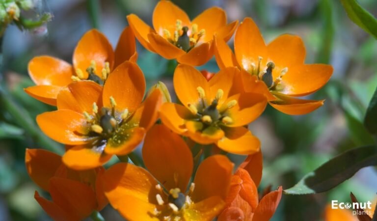 Orange Star Plant: Growing and Caring Guides