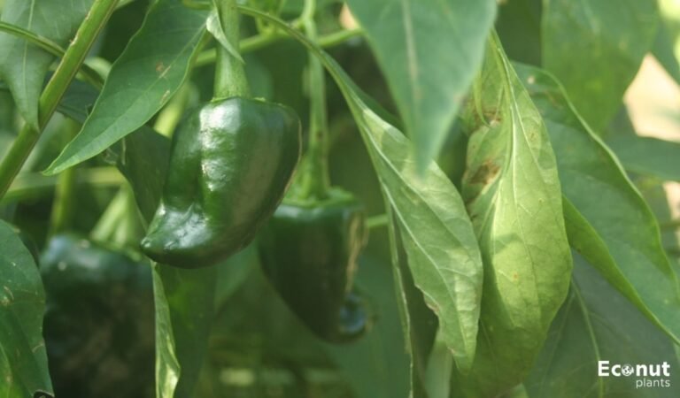 Poblano Peppers: A Complete Growing and Care Guide