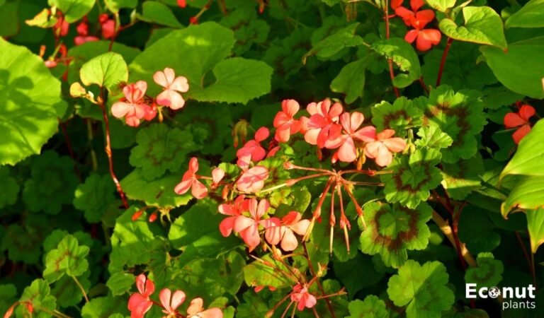 How to Grow and Care for Scented-Leaved Geraniums